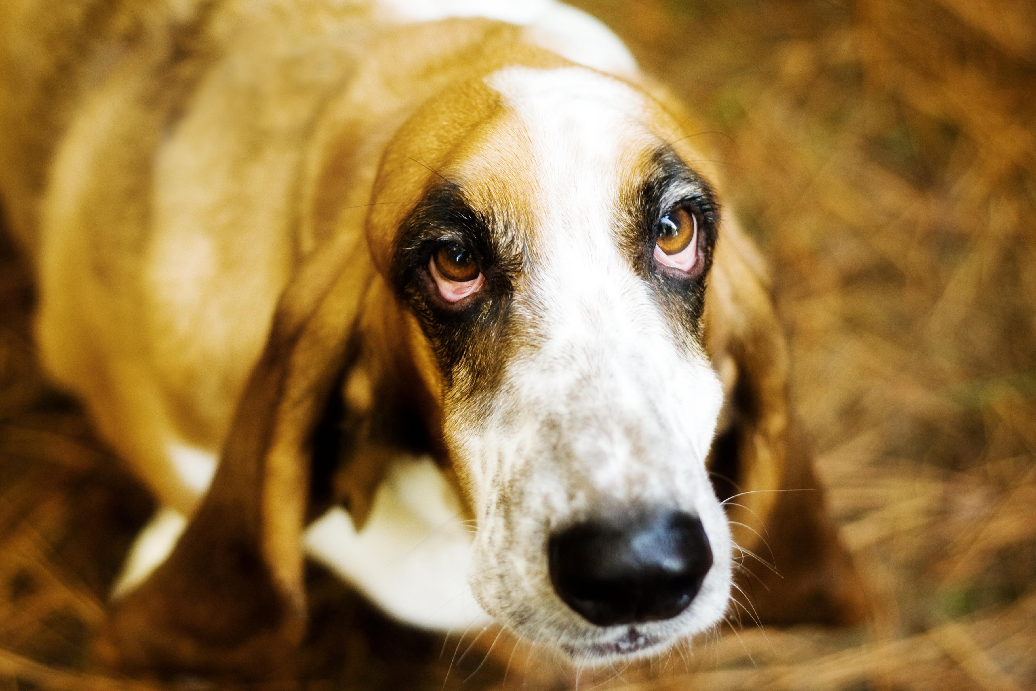 About Hind Limb Weakness